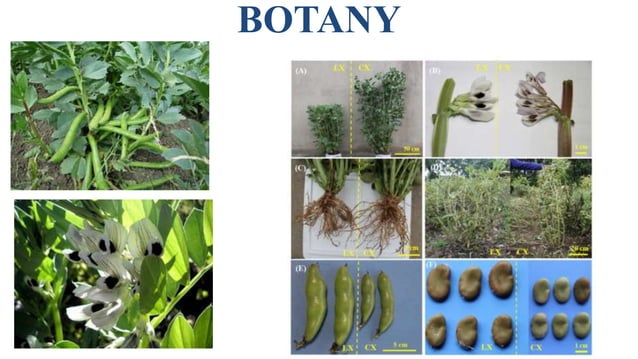 Broad bean, Lima Bean, Jack bean, Ullucus.pptx