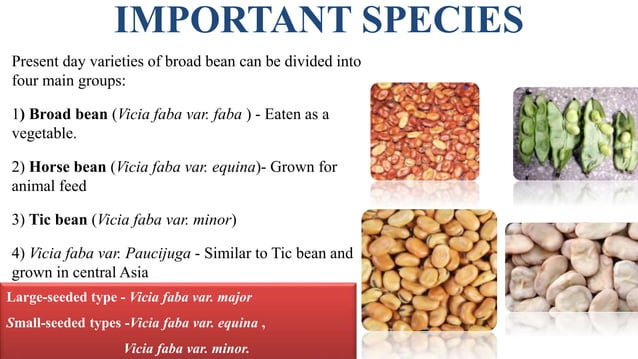 Broad bean, Lima Bean, Jack bean, Ullucus.pptx