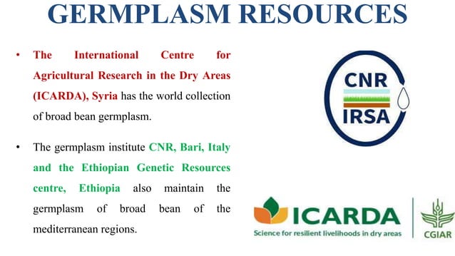 Broad bean, Lima Bean, Jack bean, Ullucus.pptx