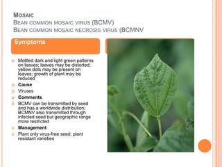 Broad beans crop diseases A Lecture by Mr Allah Dad Khan | PPTX