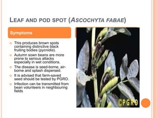 Broad beans crop diseases A Lecture by Mr Allah Dad Khan | PPTX