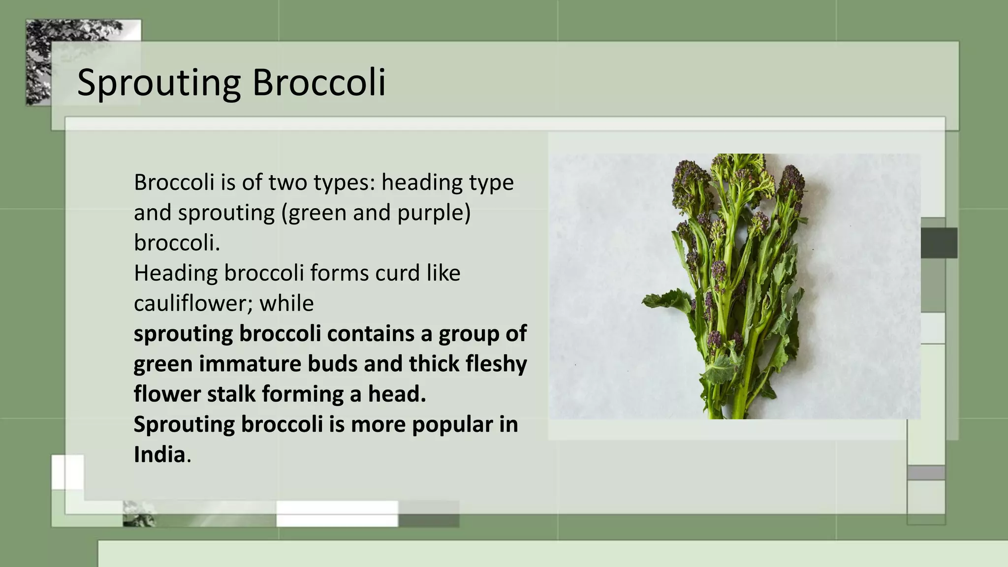 Broccoli Products | PPT
