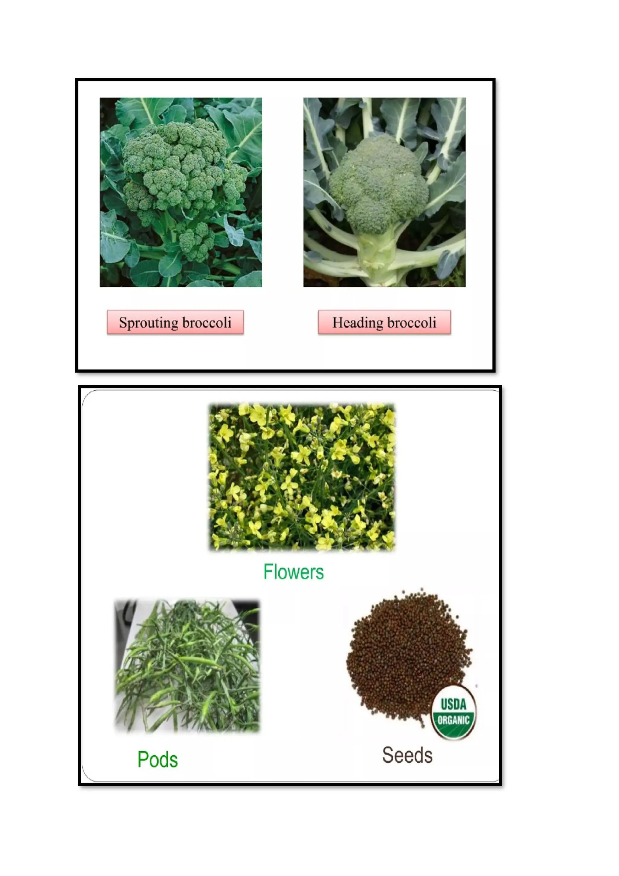 List of commercial varieties of varieties of broccoli | DOCX