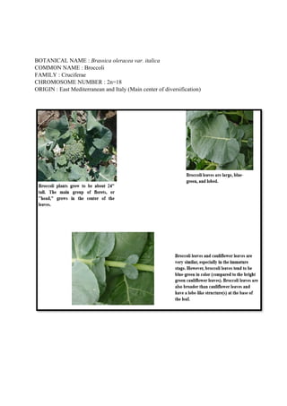 List of commercial varieties of varieties of broccoli | DOCX