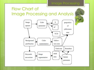 Broccoli Grading | PPTX