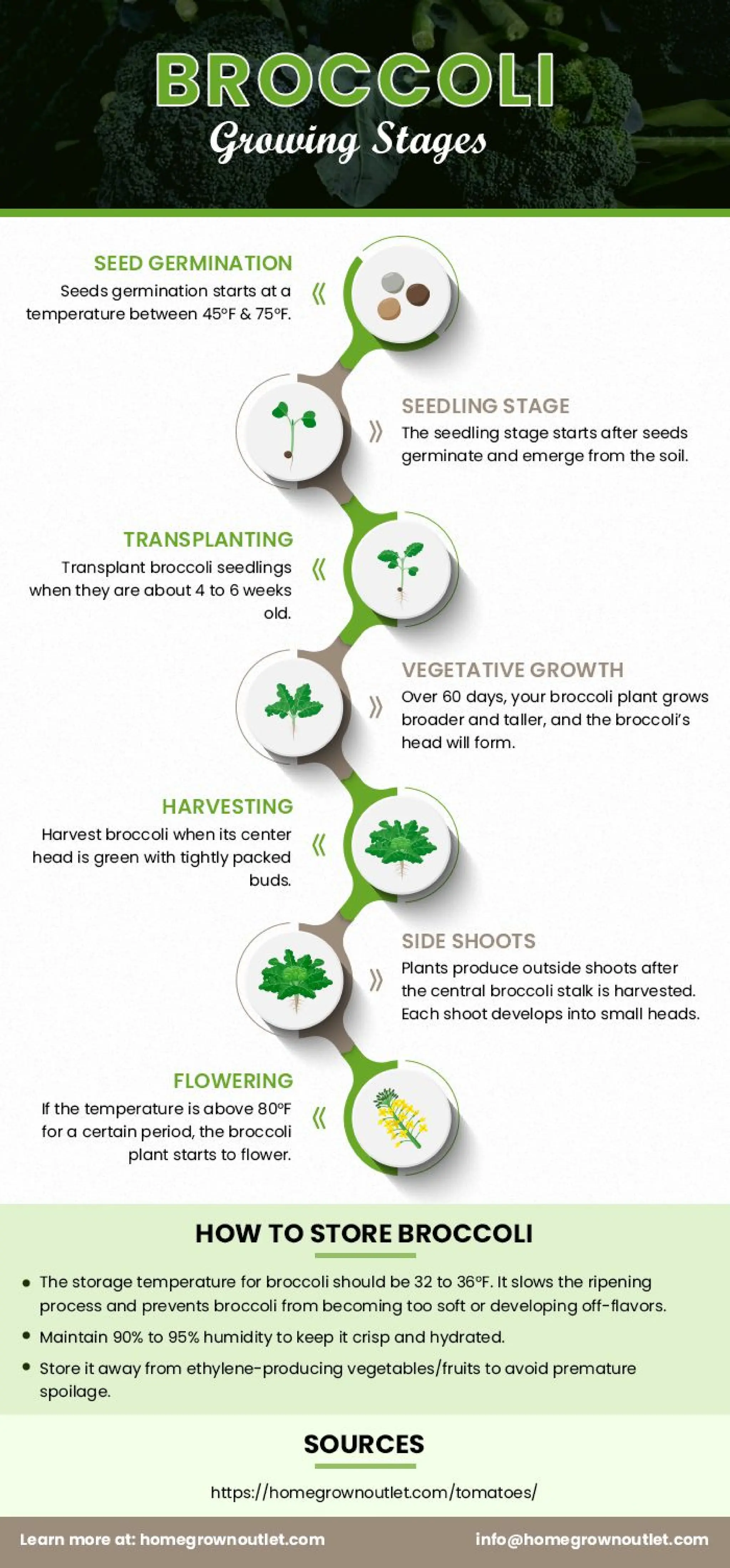 Broccoli Plant Growing Stages | PDF | Free Download
