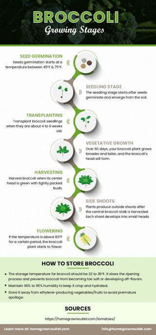 Broccoli Plant Growing Stages | PDF