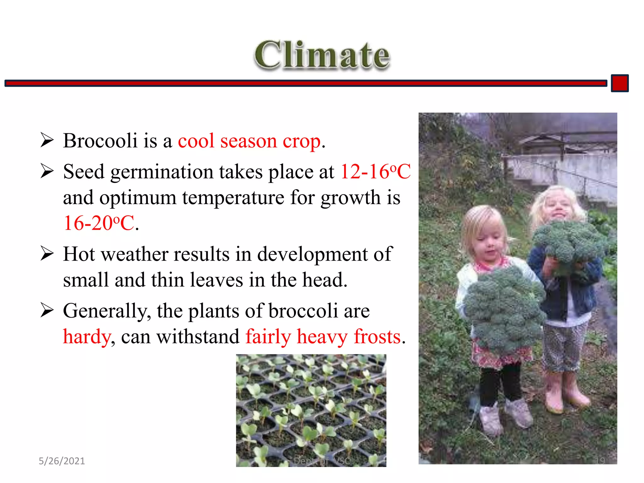 Production technology of broccoli | PPTX