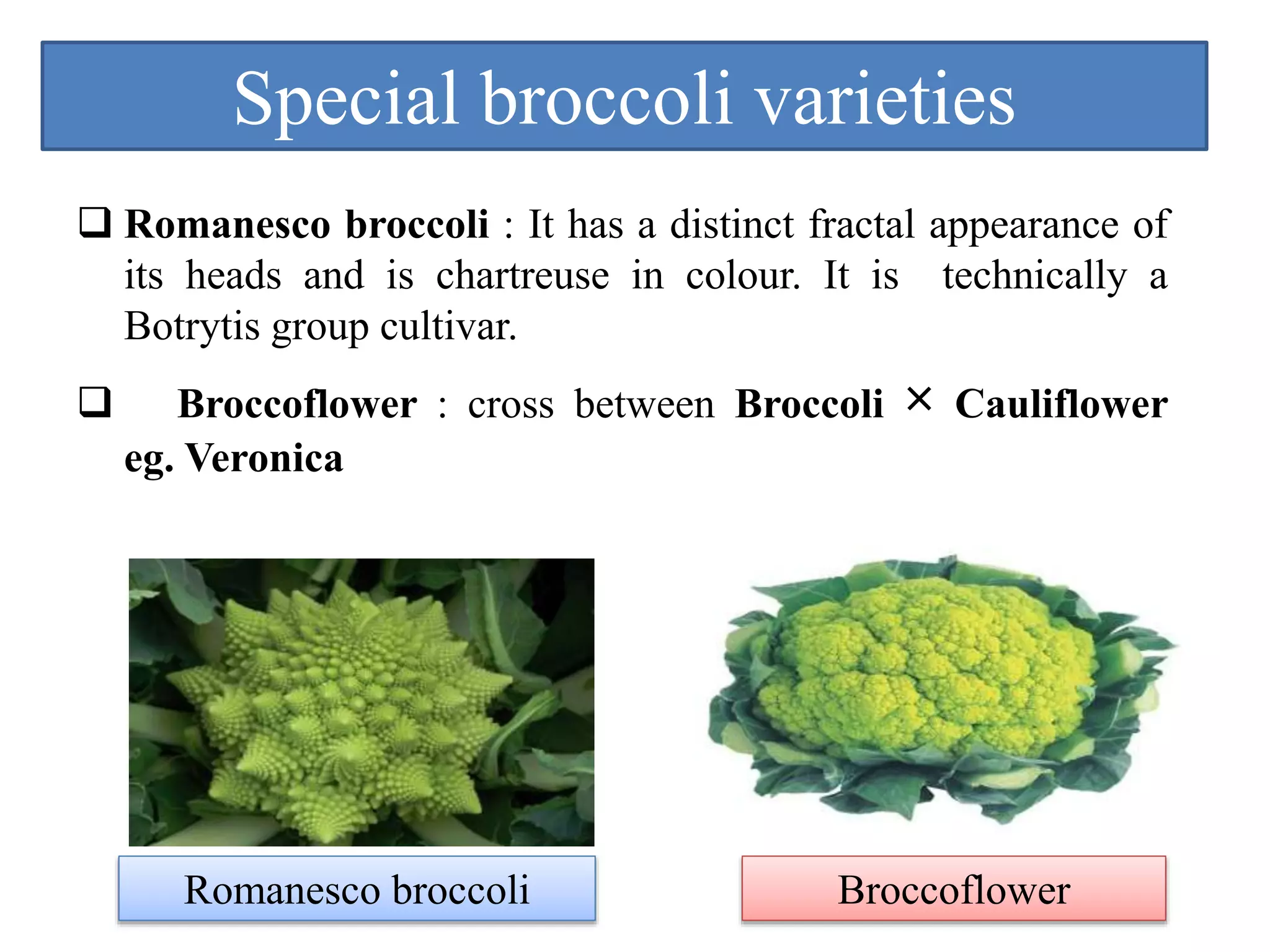 Production technology of broccoli | PPTX
