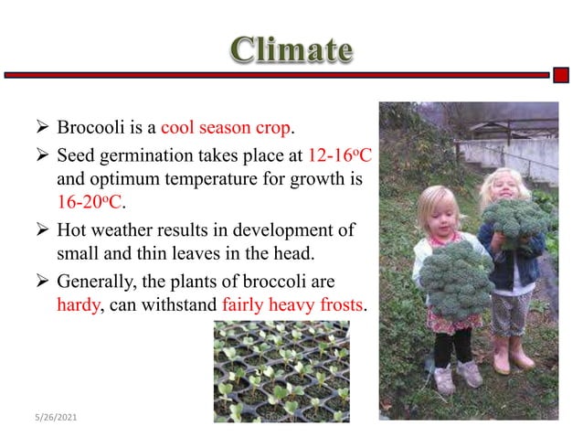Production technology of broccoli | PPTX