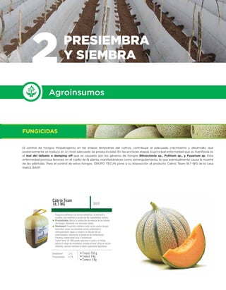 Plantación de Melon | PDF