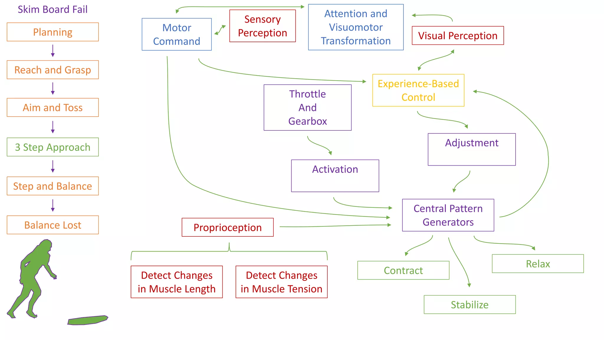 Schema- Neural Basis of Human Movement | PPTX