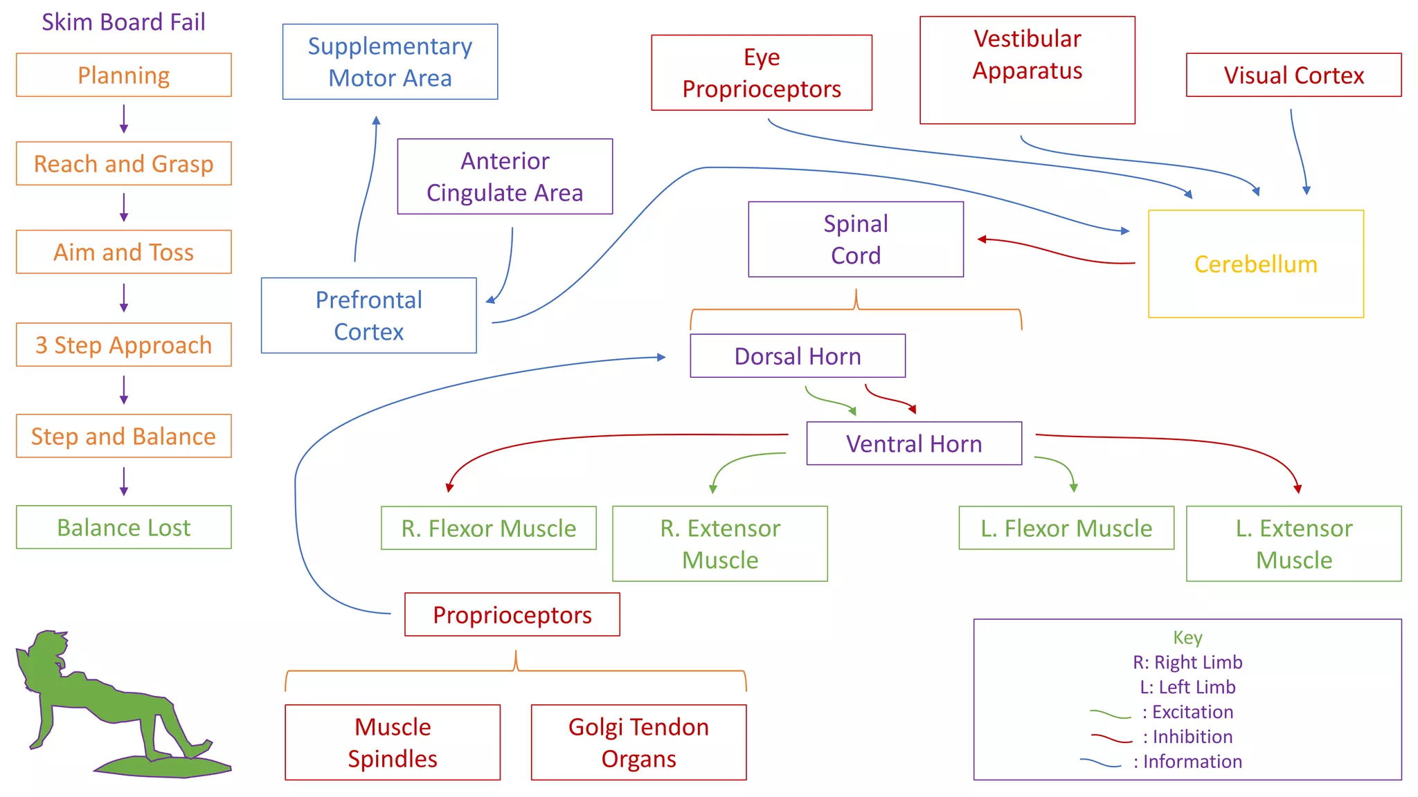 Schema- Neural Basis of Human Movement | PPTX