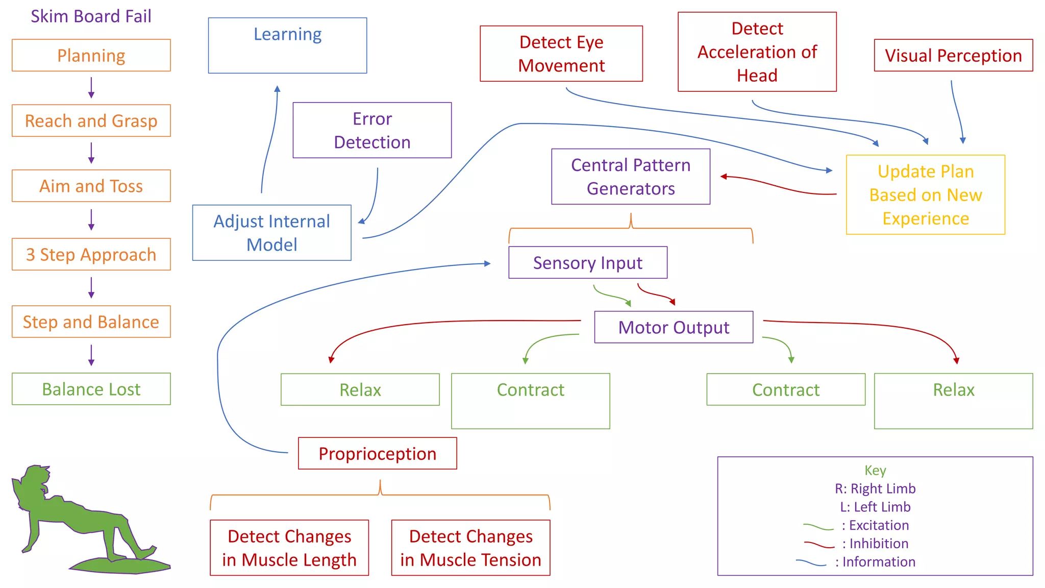 Schema- Neural Basis of Human Movement | PPTX