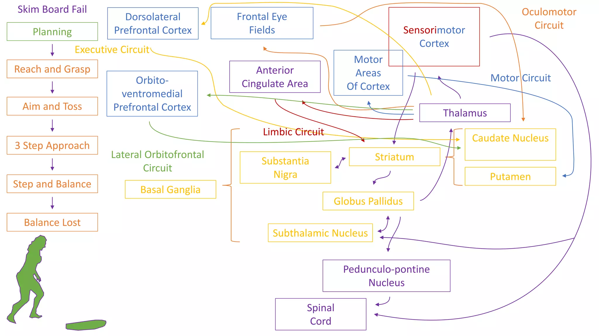 Schema- Neural Basis of Human Movement | PPTX