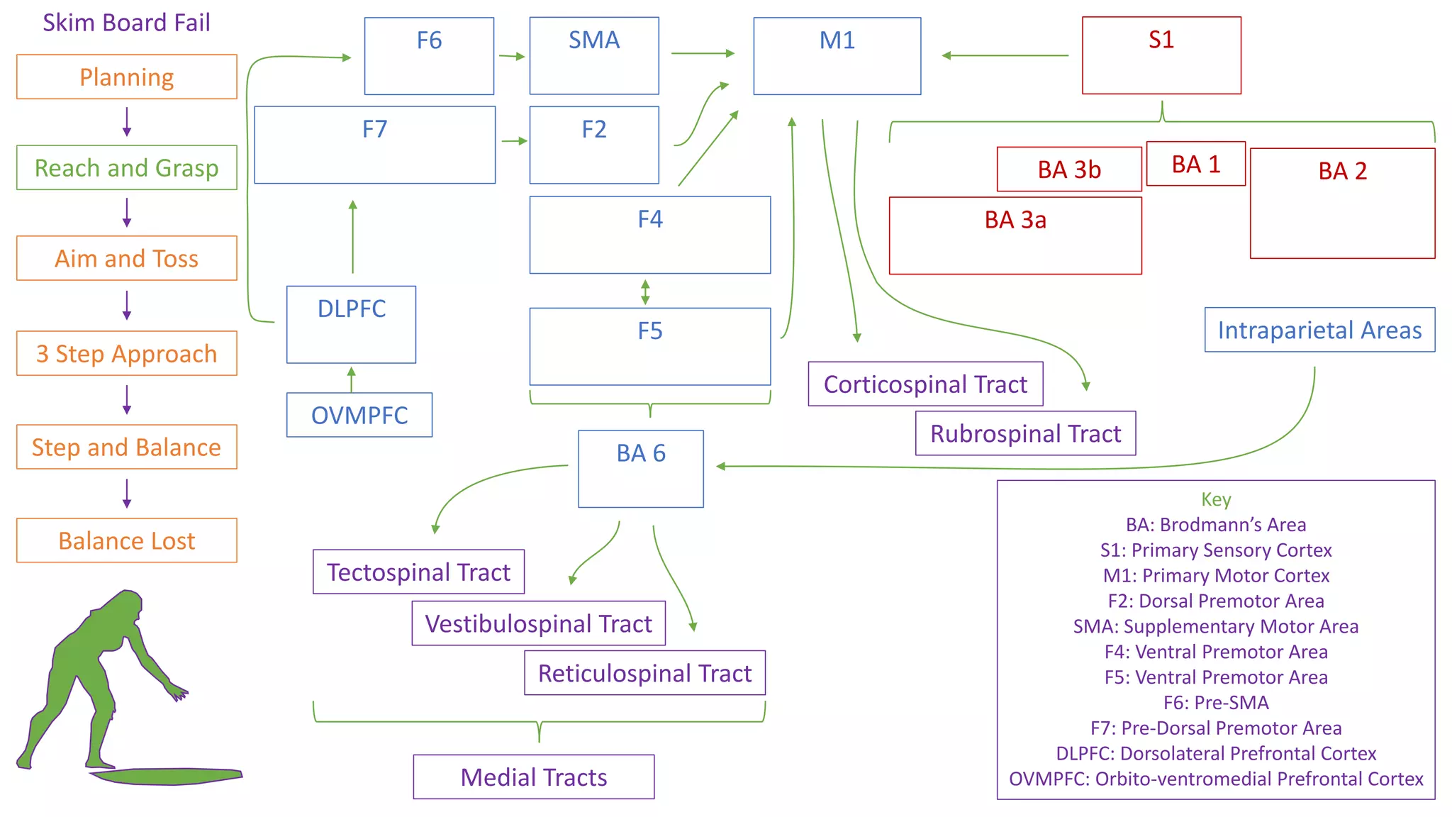 Schema- Neural Basis of Human Movement | PPTX
