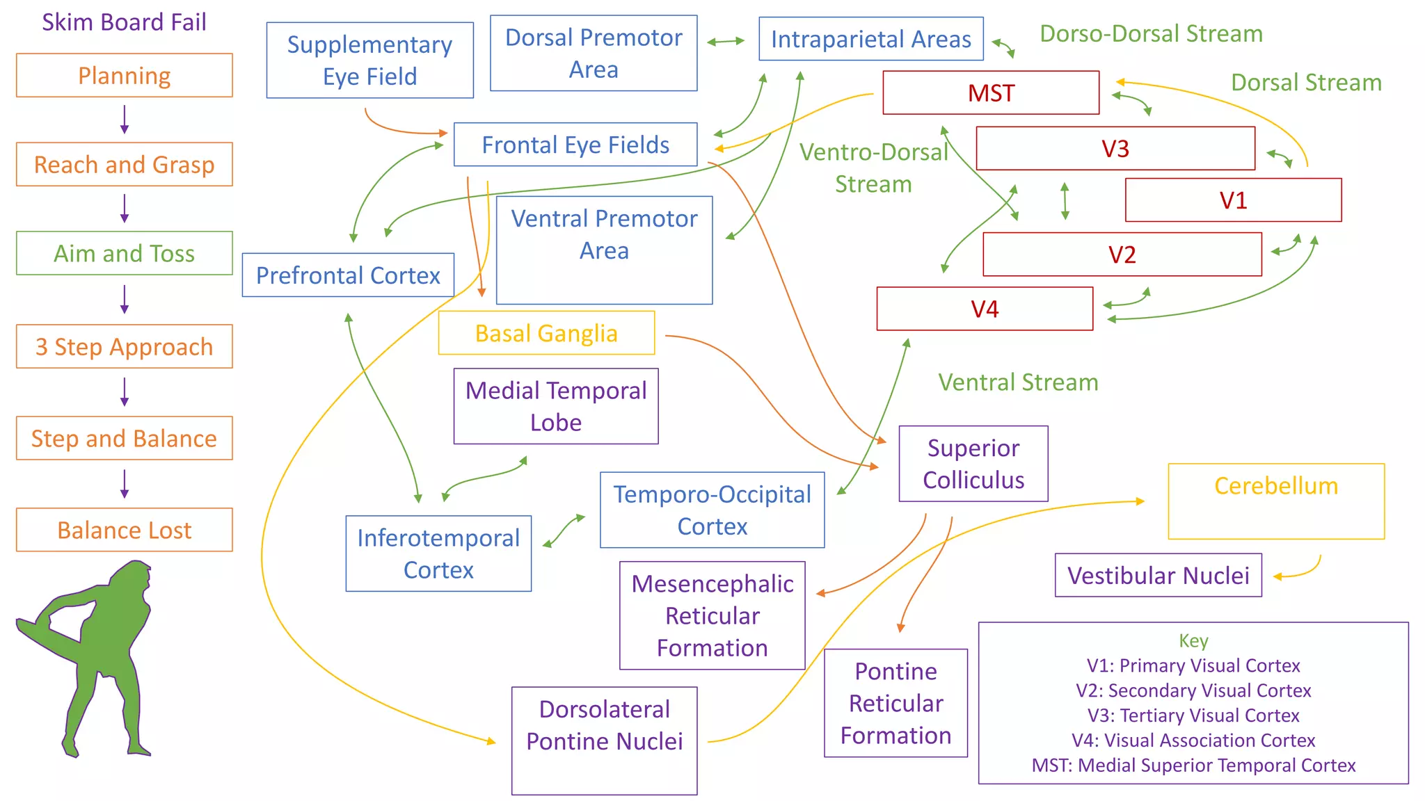 Schema- Neural Basis of Human Movement | PPTX