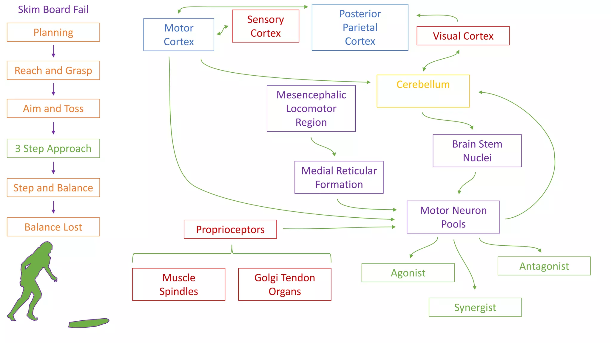 Schema- Neural Basis of Human Movement | PPTX