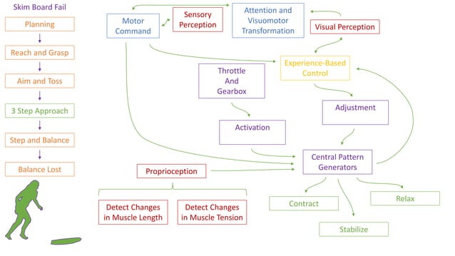 Schema- Neural Basis of Human Movement | PPTX | Brain and Nervous ...