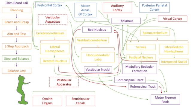 Schema- Neural Basis of Human Movement | PPTX | Brain and Nervous ...
