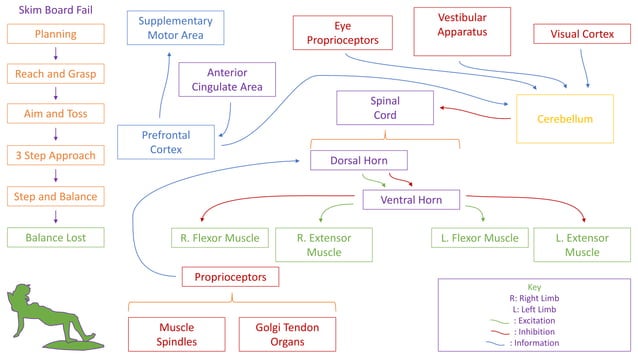 Schema- Neural Basis of Human Movement | PPTX | Brain and Nervous ...