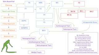 Schema- Neural Basis of Human Movement | PPTX