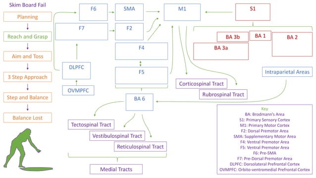 Schema- Neural Basis of Human Movement | PPTX | Brain and Nervous ...