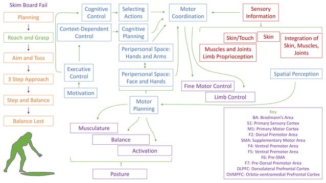 Schema- Neural Basis of Human Movement | PPTX | Brain and Nervous ...