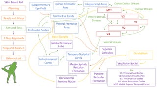 Schema- Neural Basis of Human Movement | PPTX