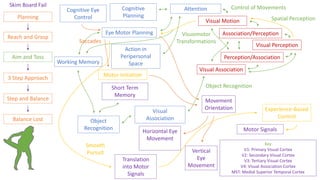 Schema- Neural Basis of Human Movement | PPTX