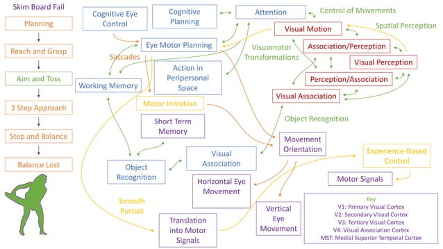 Schema- Neural Basis of Human Movement | PPTX | Brain and Nervous ...
