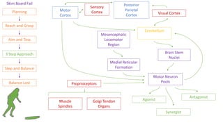Schema- Neural Basis of Human Movement | PPTX