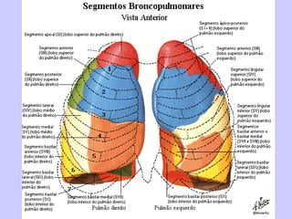 Segmentos Broncopulmonares