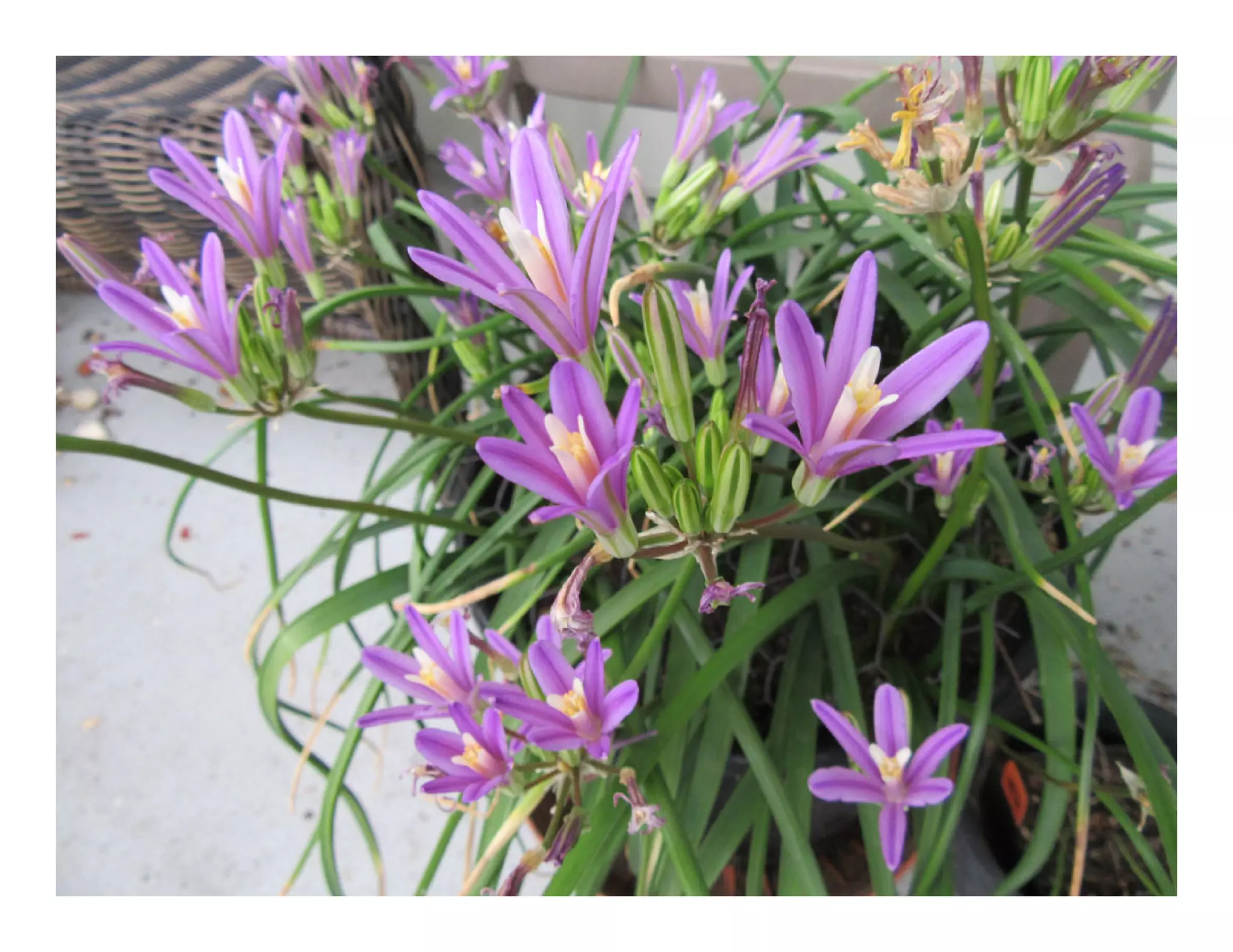 Brodiaea californica web show | PDF