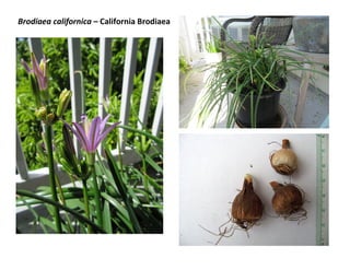 Brodiaea californica web show | PDF