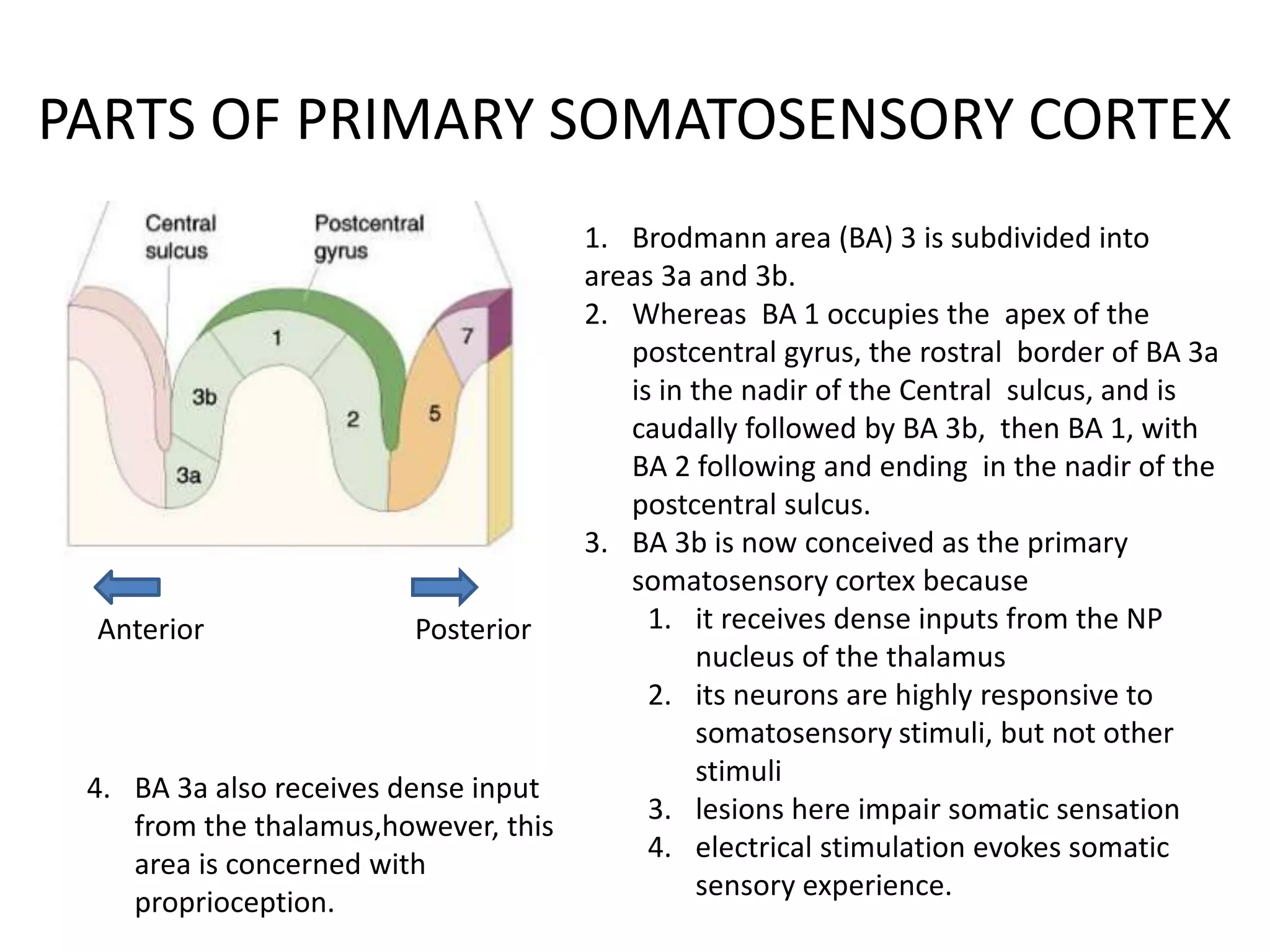 Brodmann’s areas 3, 1, 2 | PPTX
