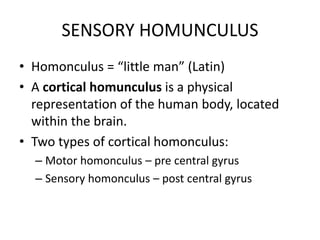 Brodmann’s areas 3, 1, 2 | PPTX