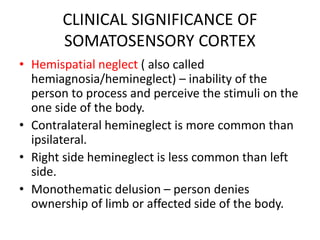 Brodmann’s areas 3, 1, 2 | PPTX