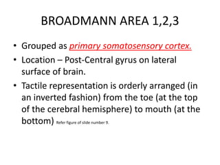 Brodmann’s areas 3, 1, 2 | PPTX