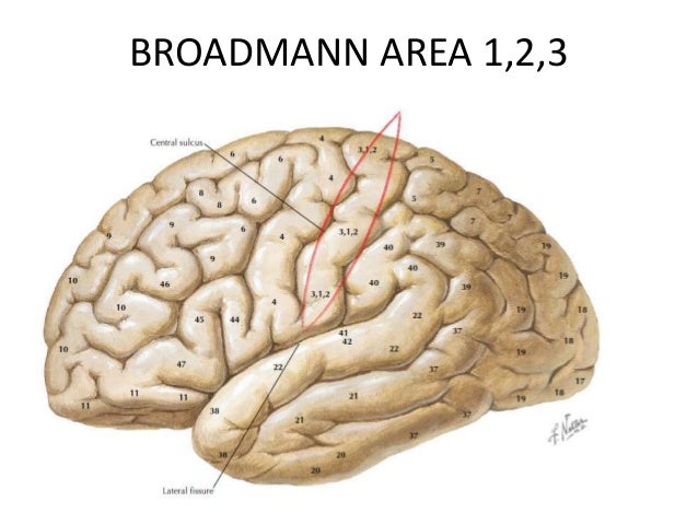 Brodmann’s areas 3, 1, 2