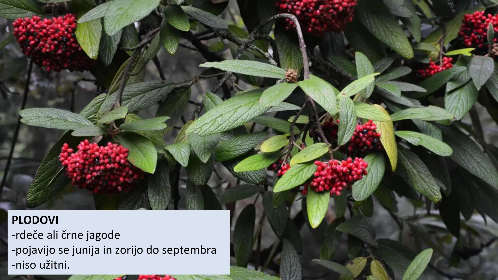 Brogovita - powerpoint (opis rastline).pptx