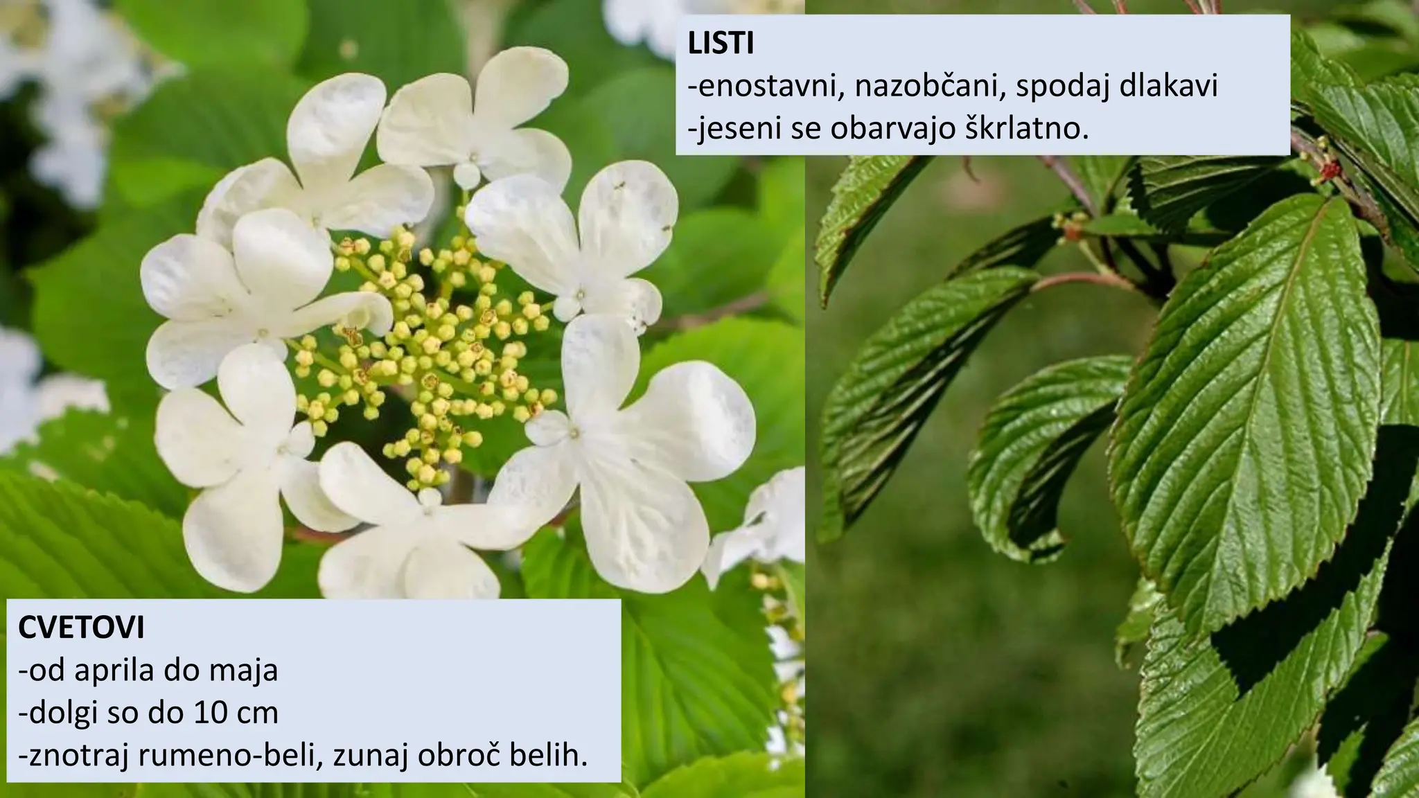 Brogovita - powerpoint (opis rastline).pptx