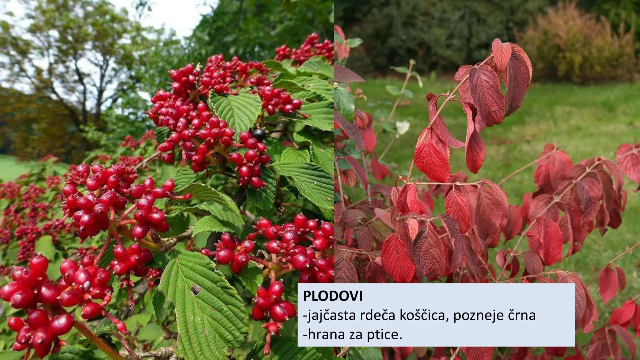 Brogovita - powerpoint (opis rastline).pptx