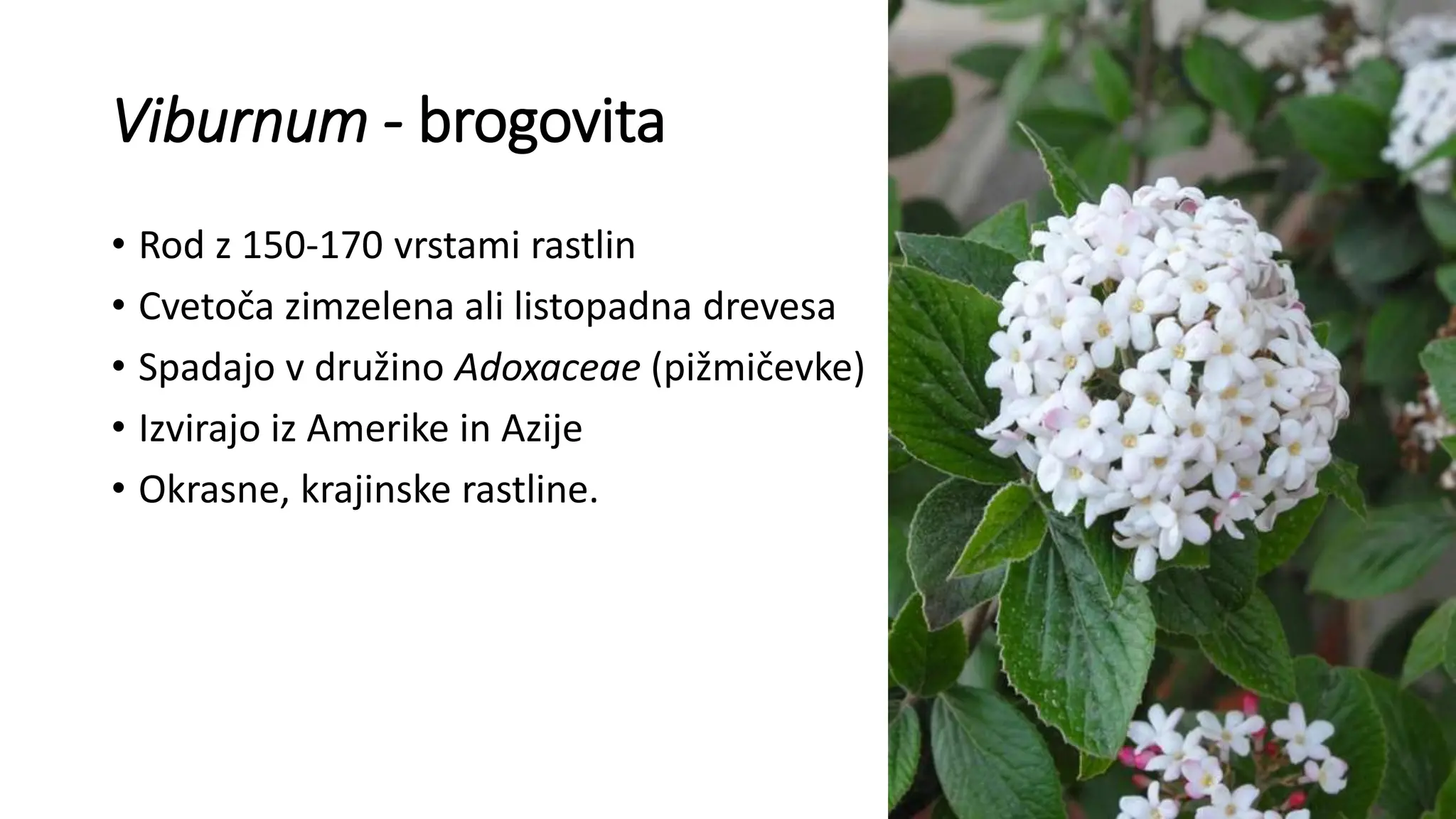 Brogovita - powerpoint (opis rastline).pptx