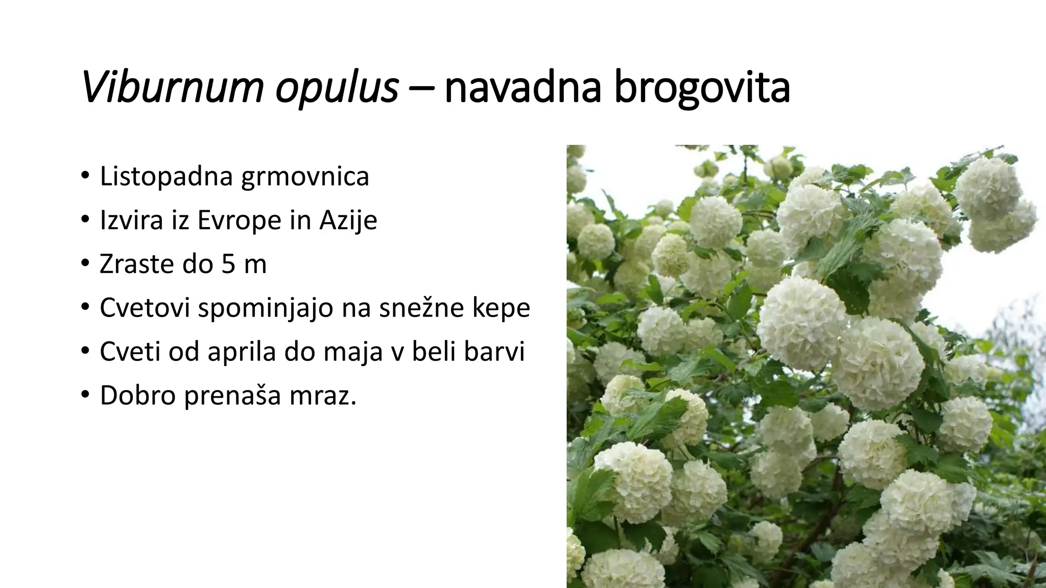 Brogovita - powerpoint (opis rastline).pptx