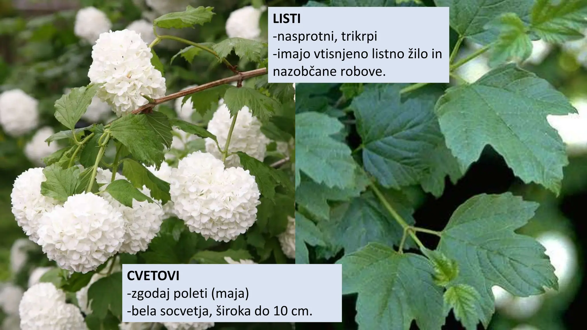 Brogovita - powerpoint (opis rastline).pptx