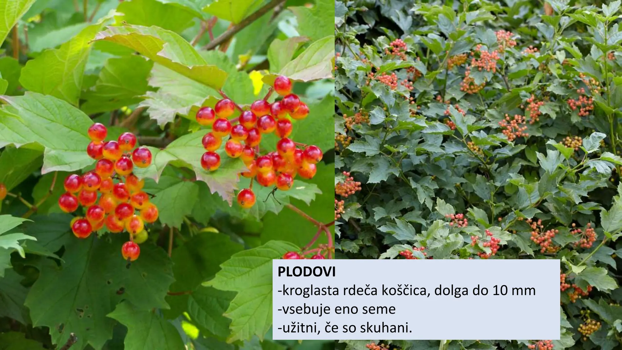 Brogovita - powerpoint (opis rastline).pptx