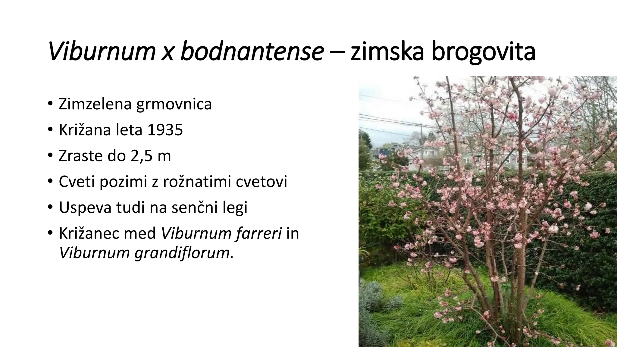 Brogovita - powerpoint (opis rastline).pptx
