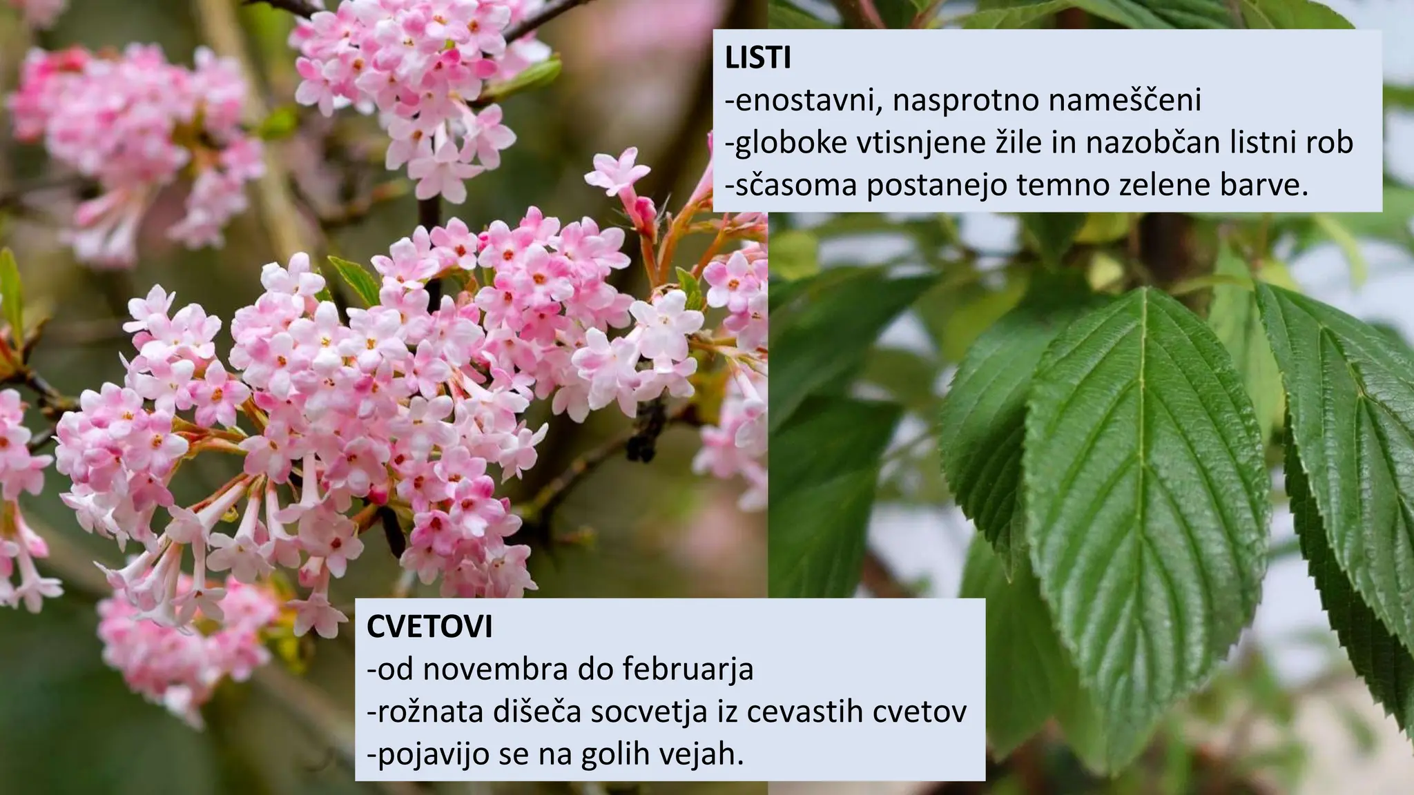 Brogovita - powerpoint (opis rastline).pptx