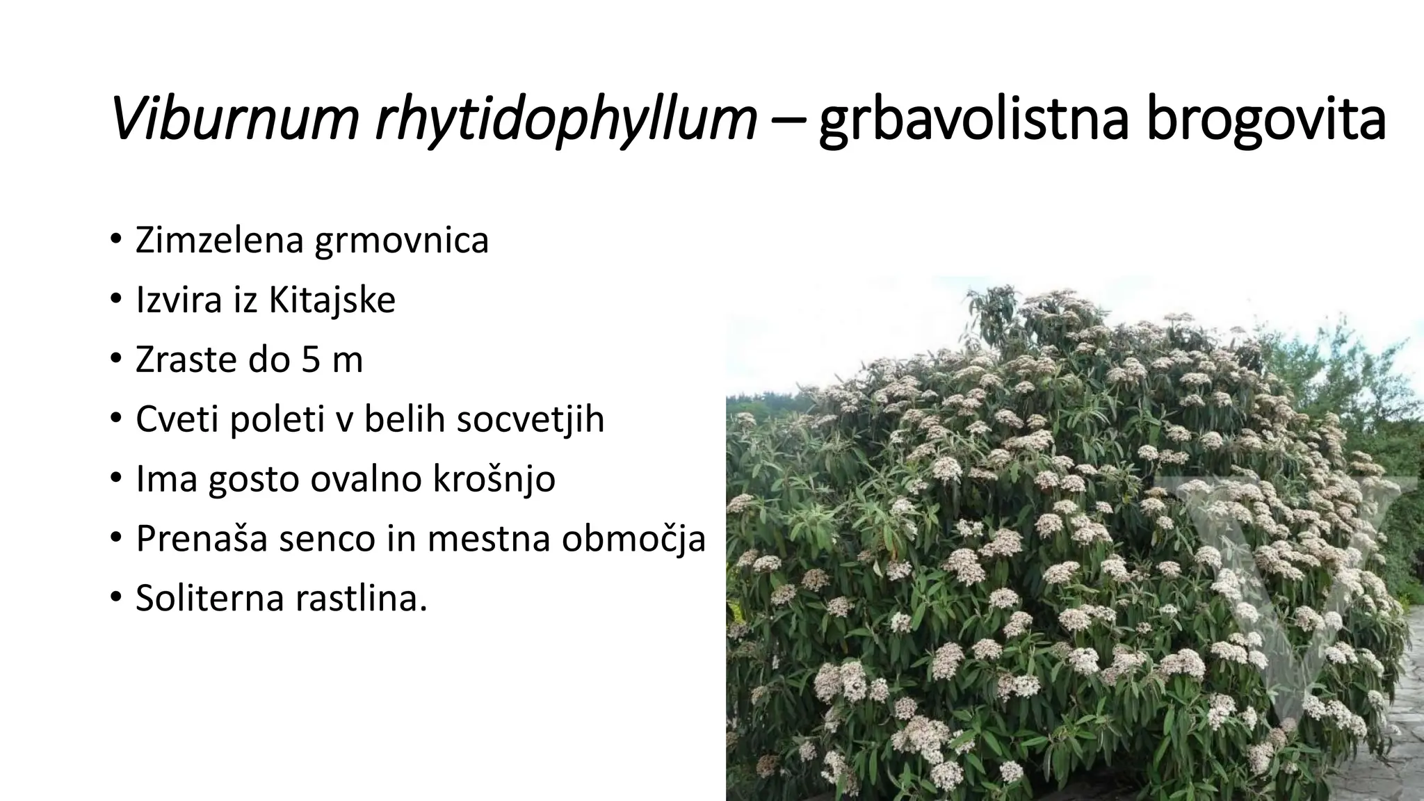 Brogovita - powerpoint (opis rastline).pptx | Free Download